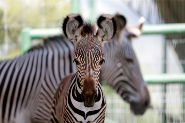 Foto: Kebun Binatang Meksiko Perkenalkan Bayi Zebra Langka | kumparan.com