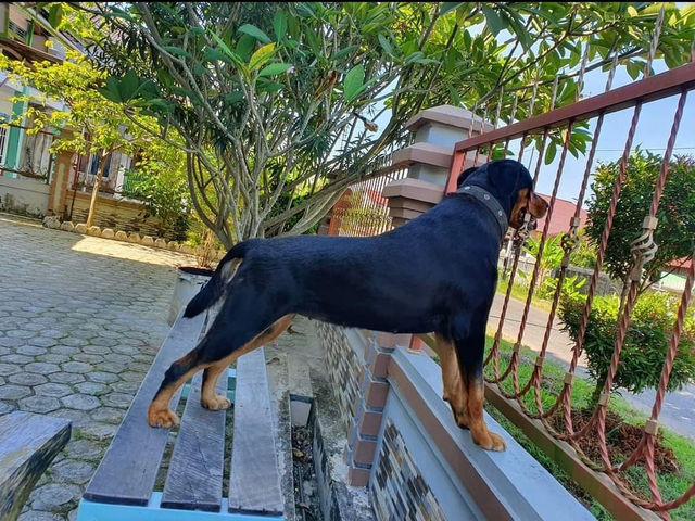 Anjing Miliknya Hilang, Warga Mempawah Gelar Sayembara Berhadiah Rp 10 ...