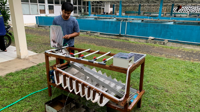 Sohib Lele: Alat Brilian Karya Mahasiswa IPB untuk Sortir Benih Lele ...