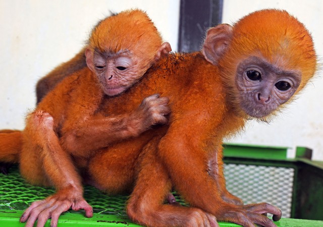 Cerita Rakyat Lutung Kasarung | kumparan.com