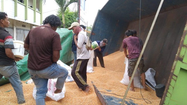 Truk Muatan Jagung Curah Terguling, Para Sopir Truk di Lampung Bantu Evakuasi - Lampung Geh News