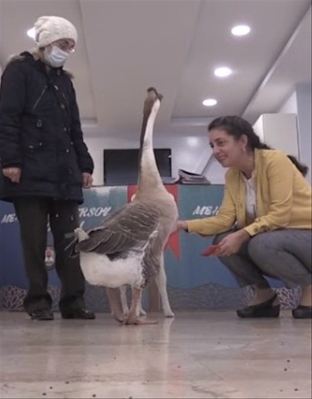 Kisah Unik Seekor Angsa Tak Mau Ditinggal Majikan hingga Selalu Ikut ke ...