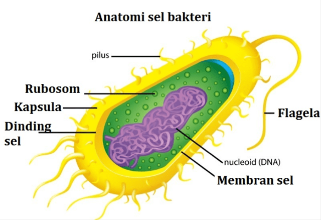 Kelompok Monera: Pengertian dan Ciri-cirinya | kumparan.com