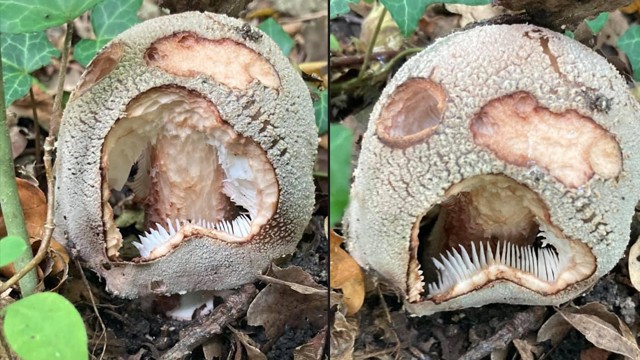 Perempuan Ini Temukan Jamur Mengerikan Kayak Zombie | kumparan.com