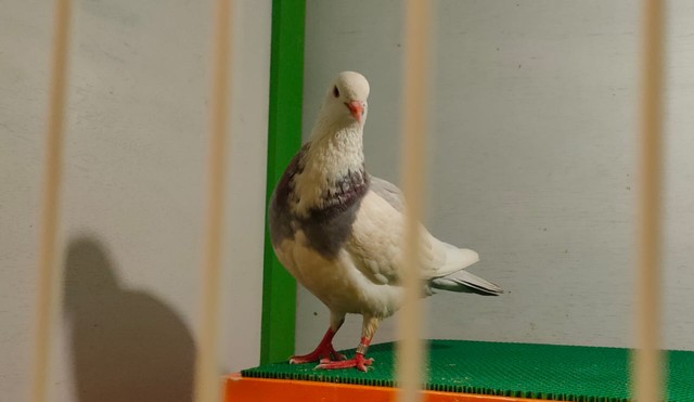 Warga Kota Tegal Beli Burung Merpati Kolong "Rampok" Seharga Rp 2 ...