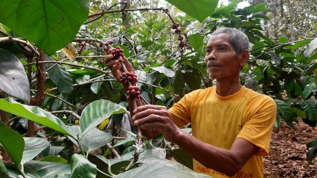 Petani Kopi Excelsa di Blora Ini Tetap Eksis di Tengah Pandemi COVID-19 ...