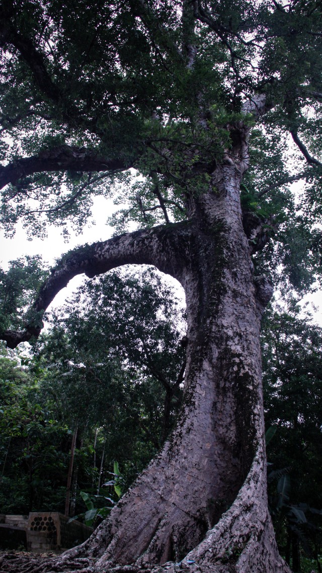 Berusia 550 Tahun, Inikah Pohon Tertua di Jogja? | kumparan.com