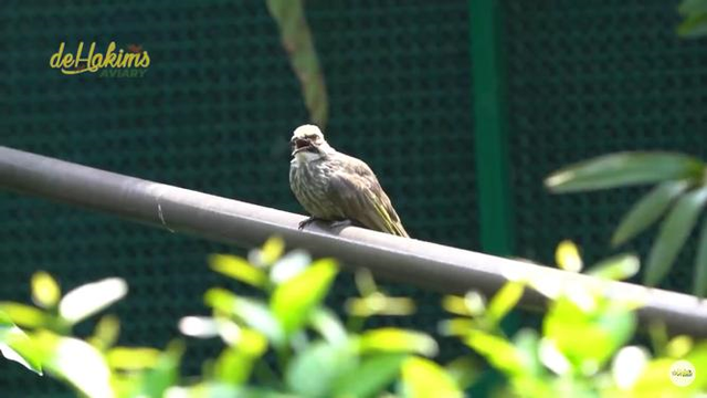 Melihat Aviary Milik Irfan Hakim, Tampak Begitu Alami dan Memukau ...