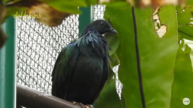 Melihat Aviary Milik Irfan Hakim, Tampak Begitu Alami dan Memukau ...