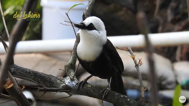 Melihat Aviary Milik Irfan Hakim, Tampak Begitu Alami dan Memukau ...