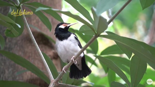 Melihat Aviary Milik Irfan Hakim, Tampak Begitu Alami dan Memukau ...