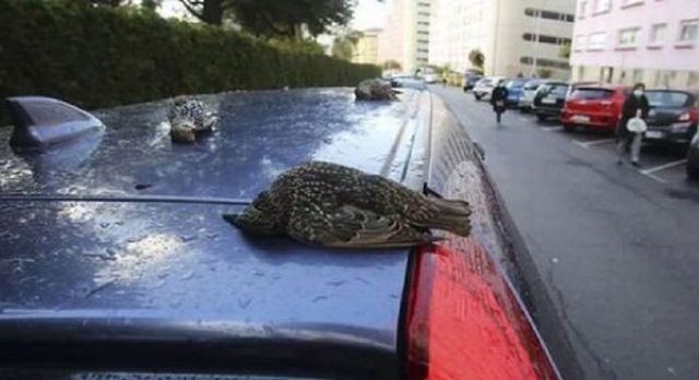 Fenomena Alam Aneh! Ratusan Burung Tiba-tiba Mati Berjatuhan dari ... Fenomena Alam Aneh! Ratusan Burung Tiba-tiba Mati Berjatuhan dari ...