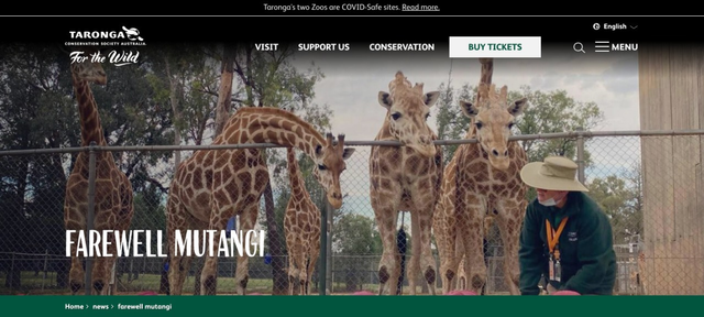 Mutangi, Jerapah Tertua di Dunia Mati pada Usia 31 Tahun | kumparan.com