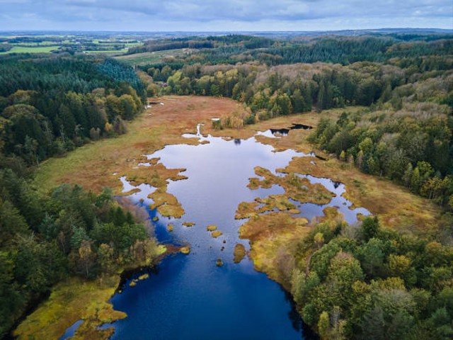 3 Jenis Rawa Berdasarkan Genangannya | kumparan.com