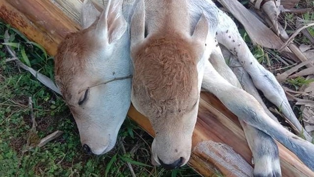 Sapi Berkepala 2 di Palu yang Viral di Medsos Itu Ternyata Sudah Tidak ...