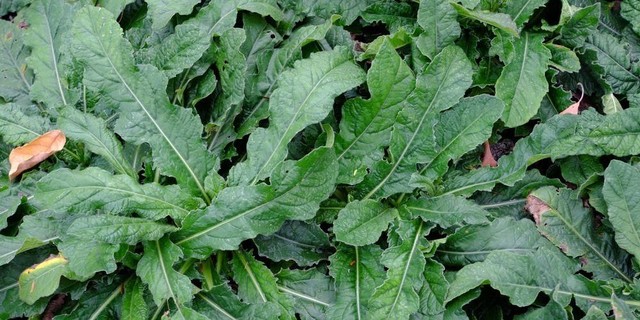 5 Manfaat Daun Tapak Liman bagi Kesehatan | kumparan.com