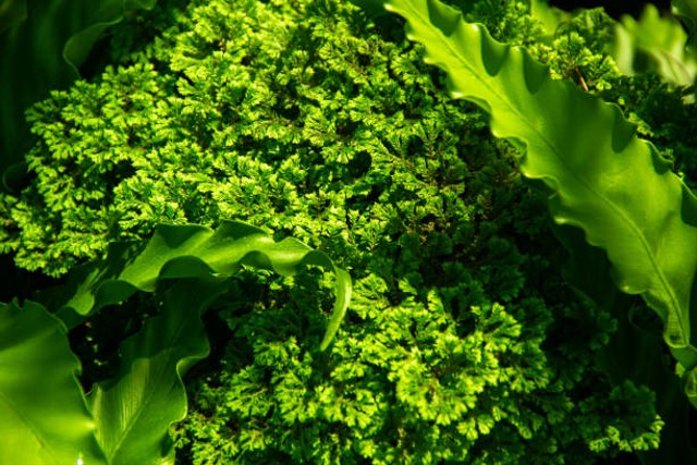 Komponen Ekosistem Berdasarkan Fungsi dan Penyusunnya | kumparan.com