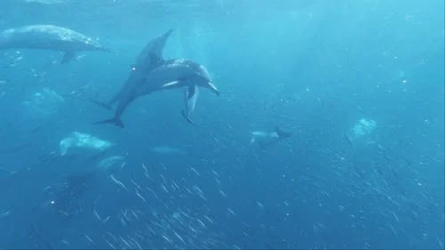 Habitat: Pengertian, Fungsi, hingga Upaya Pelestariannya | kumparan.com