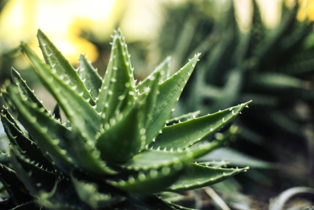 Xerophyta: Pengertian, Ciri-Ciri, dan Contohnya | kumparan.com