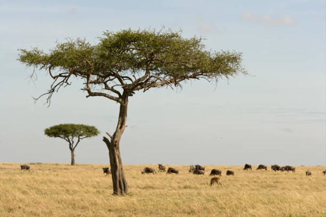 Sabana: Pengertian, Karakteristik, dan Jenis-jenisnya | kumparan.com