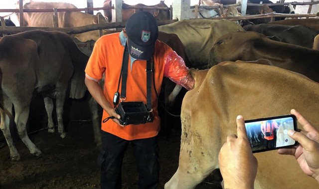 Ini Jawaban Pemprov soal Pengadaan Sapi di Sumbar Tak Sesuai ...