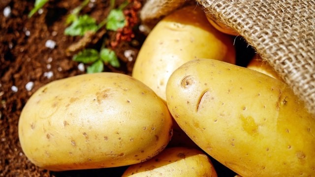 6 Jenis Tanaman Palawija yang Bisa Ditanam di Pekarangan Rumah ...