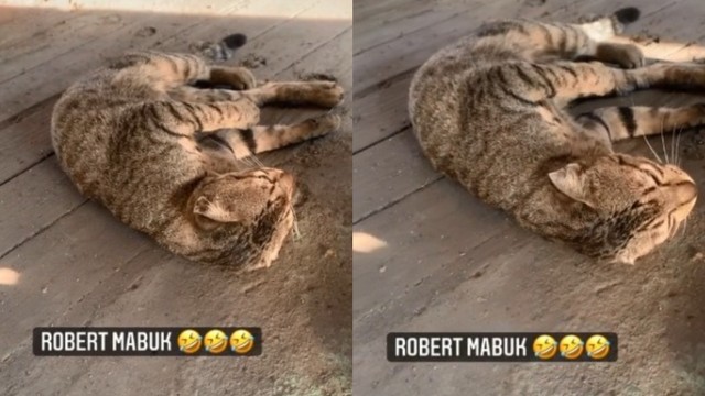 Viral Ekspresi Kucing Mabuk Laut Saat Ikut Naik Kapal hingga Tepar ...
