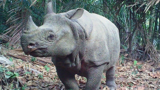 Fauna Oriental: Ciri-Ciri, Jenis, dan Persebarannya di Indonesia ...