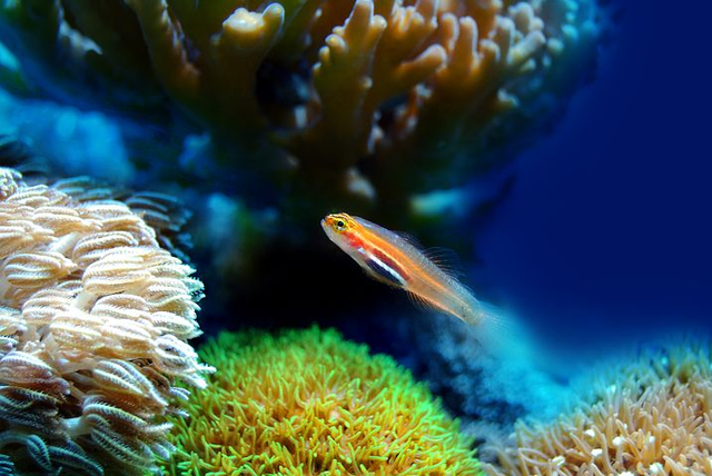 Klasifikasi Makhluk Hidup Lautan: Plankton, Nekton, dan Bentos ...