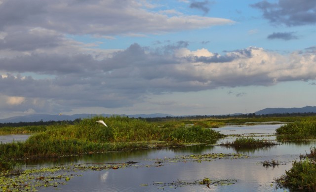 Persebaran Wilayah Hutan Rawa di Indonesia dan Jenis-Jenis Vegetasinya ...