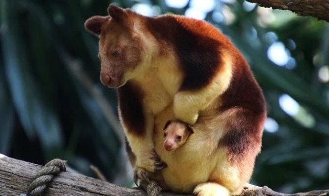 Wilayah Fauna Indonesia Tipe Australis dan Jenis Faunanya | kumparan.com