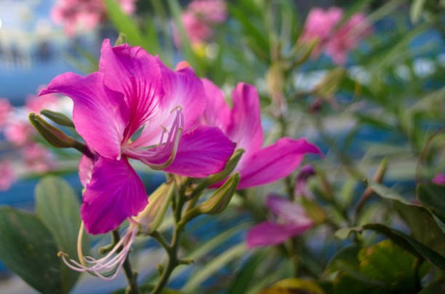 Wilayah Persebaran Flora di Indonesia dan Jenis-Jenis Vegetasinya ...