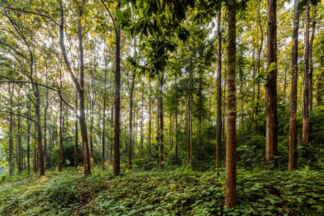 Mengenal Jenis-Jenis Vegetasi Flora Indonesia | kumparan.com