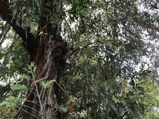 5 Flora Papua yang Khas dan Unik: Eukaliptus hingga Anggrek Hitam ...