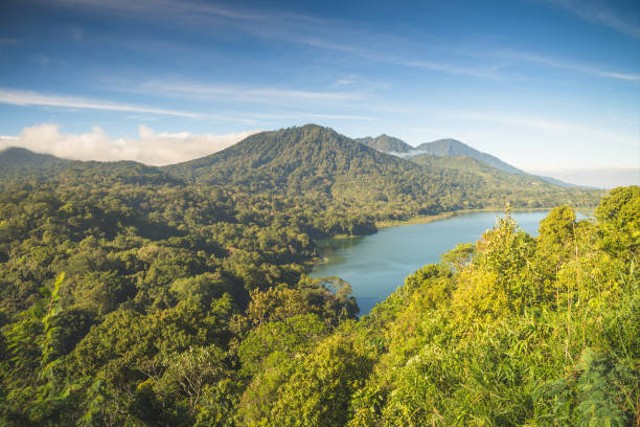 Mengenal Keanekaragaman Flora Jawa-Bali dan Jenis-Jenis Vegetasinya ...