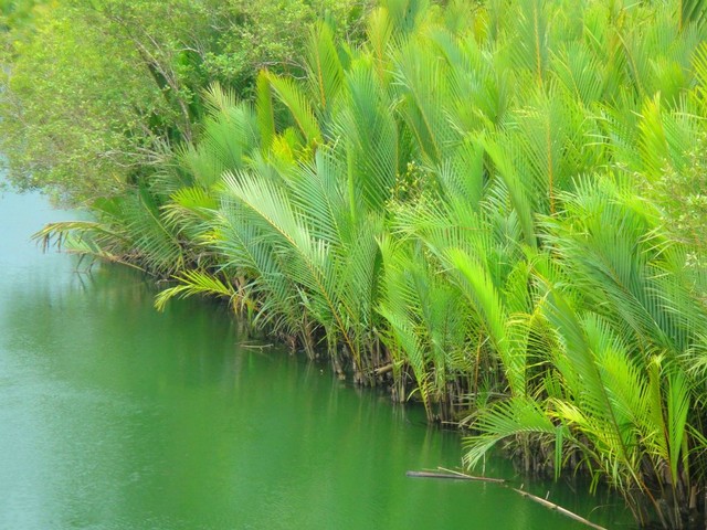 Mengenal Hutan Mangrove dan Jenis Vegetasinya | kumparan.com