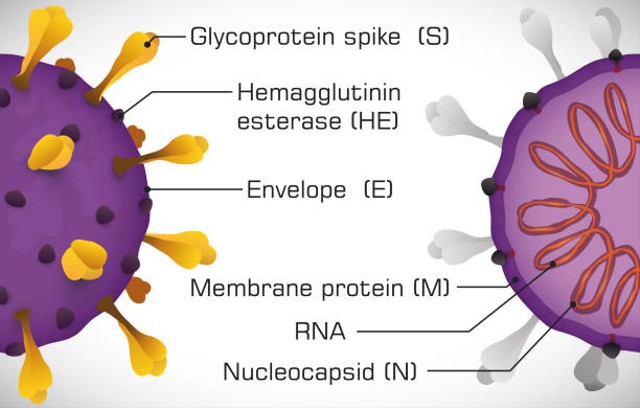 Pengertian Virus, Ciri-Ciri, dan Strukturnya | kumparan.com