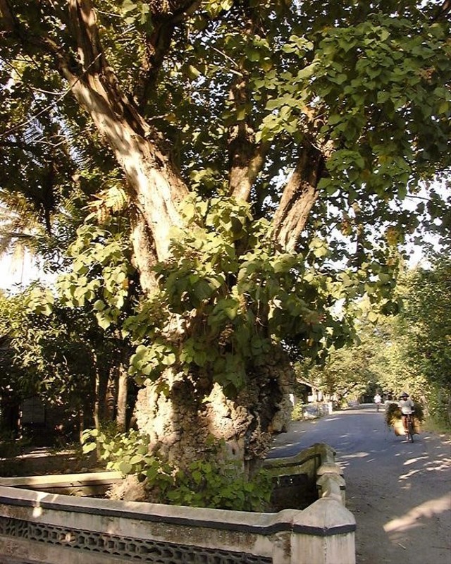 Indonesia Darurat Pohon Timoho, Warangka Keris Terbaik di Dunia ...