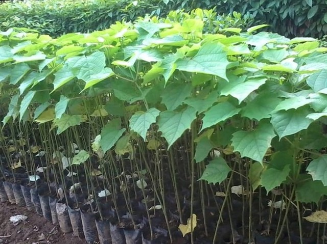 Indonesia Darurat Pohon Timoho, Warangka Keris Terbaik di Dunia ...