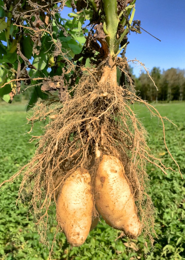 4 Jenis Kentang yang Dipakai untuk Menu French Fries McDonald’s ...