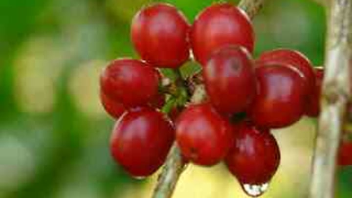 varietas kopi robusta / klon kopi robusta | kumparan.com varietas kopi robusta / klon kopi robusta | kumparan.com