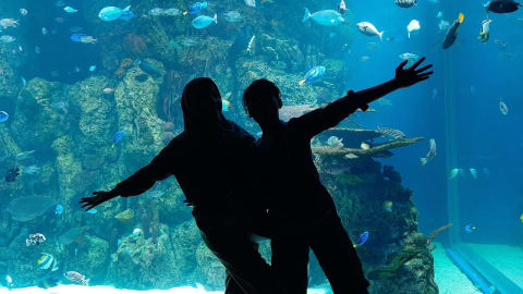 Konten dari Angie Amanda - kumparan