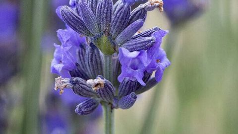 Konten dari Nathania Intan Pratiwi - kumparan