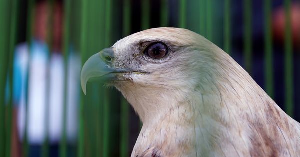 Elang Bondol: Berita Elang Bondol Terbaru dan Terupdate - kumparan