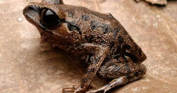 Katak: Berita Katak Terbaru dan Terupdate - kumparan