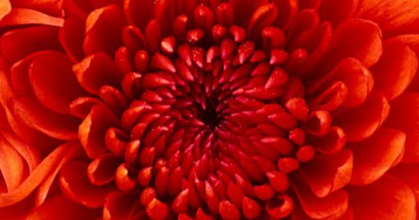 Konten dari Hanif Coc - kumparan