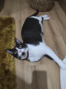 Konten dari Aslam Hadi Harsono - kumparan