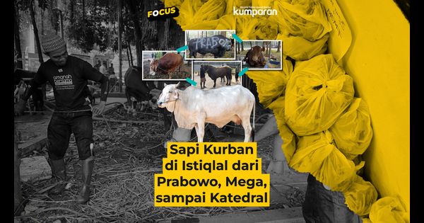 Sapi Kurban di Istiqlal: Punya Prabowo-Mega | kumparanplus