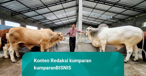 Gara-gara Virus LSD, Harga Jual Sapi per Ekor Merosot 30 Persen ...