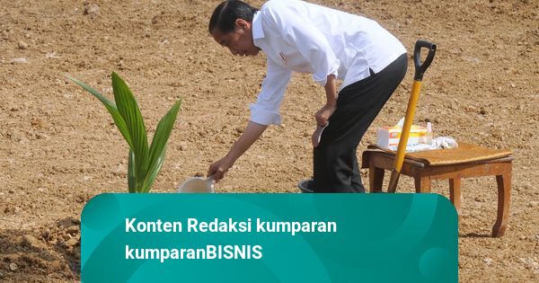 Foto: Jokowi Menanam Kelapa Genjah di Desa Giriroto, Kabupaten Boyolali ...
